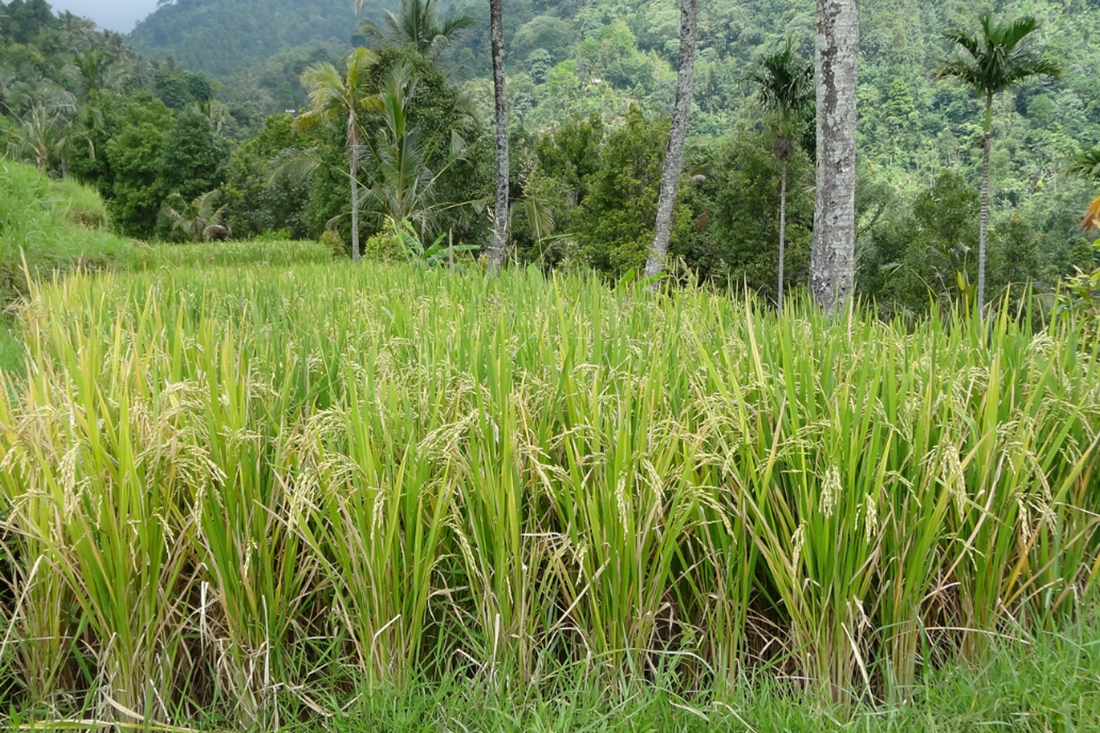 Gitgit Waterfall – Bali Bliss Tours