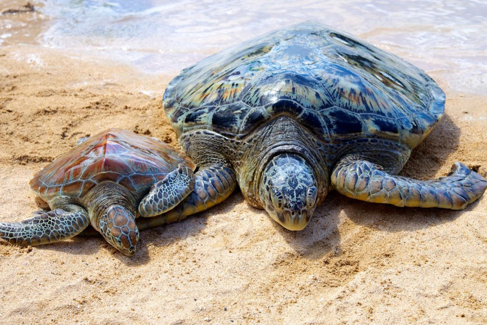 Glass Bottom And Turtle Island Tour – Bali Bliss Tours